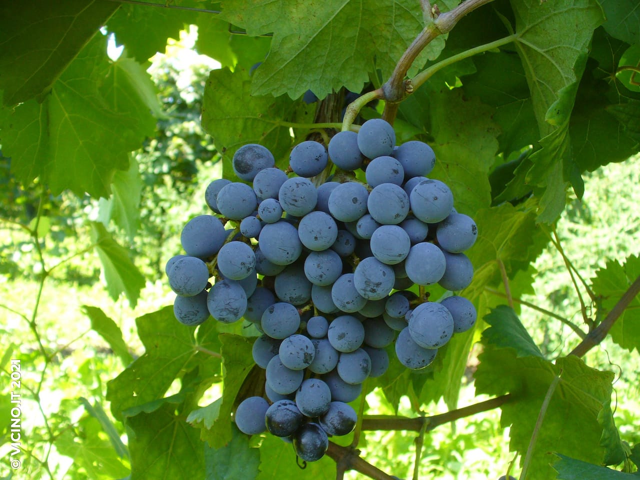 Magliocco Canino - Vicino.it