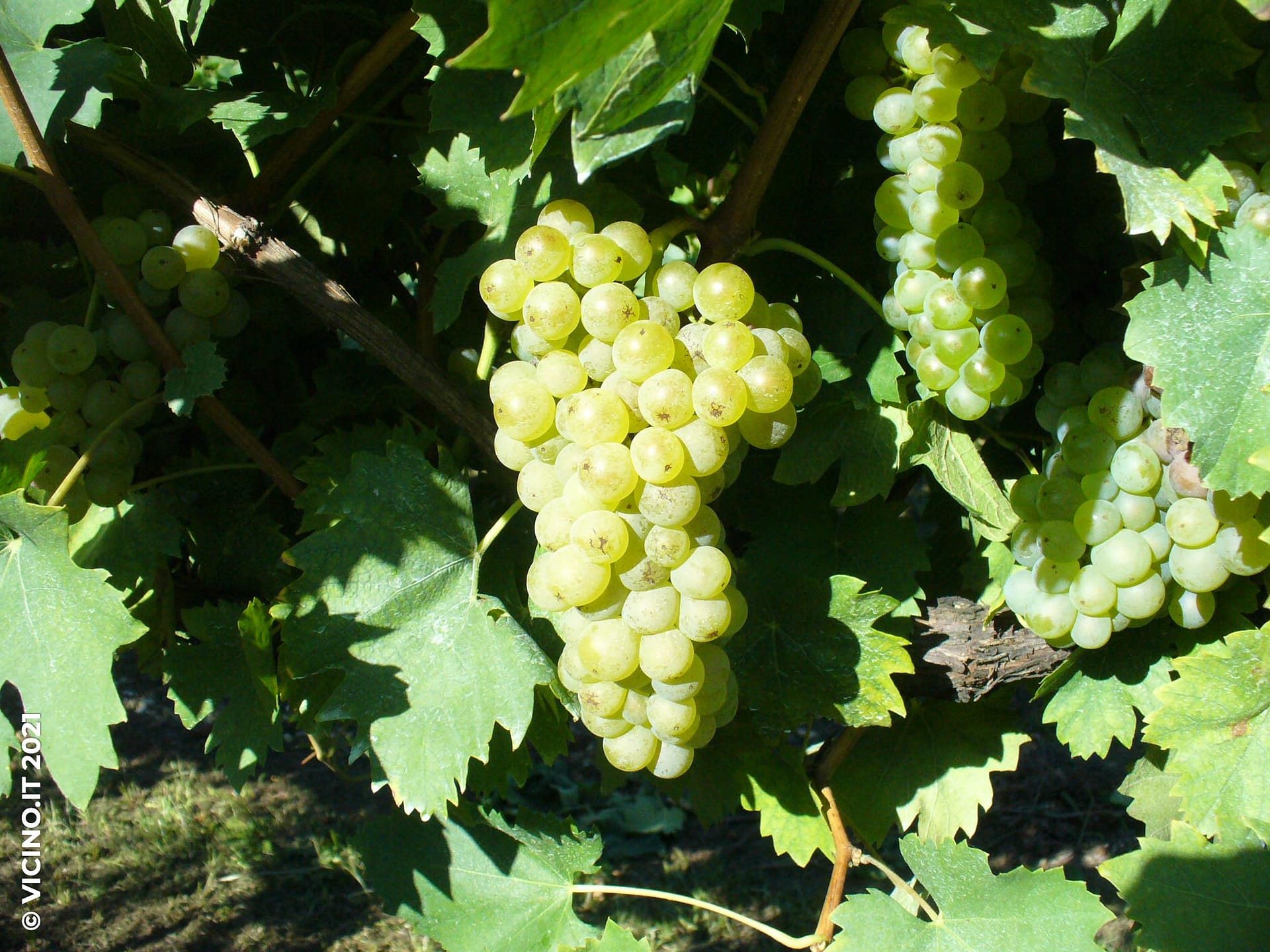 Riesling italico - Vicino.it